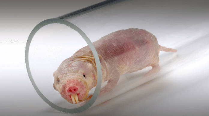 Cute:6ukywppzkf8= Mole Rat - zaazaturf
